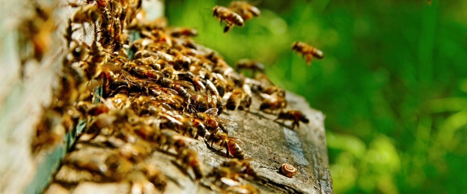 The Effects of Pesticides on Bees: Promoting Sustainable Energy Practices