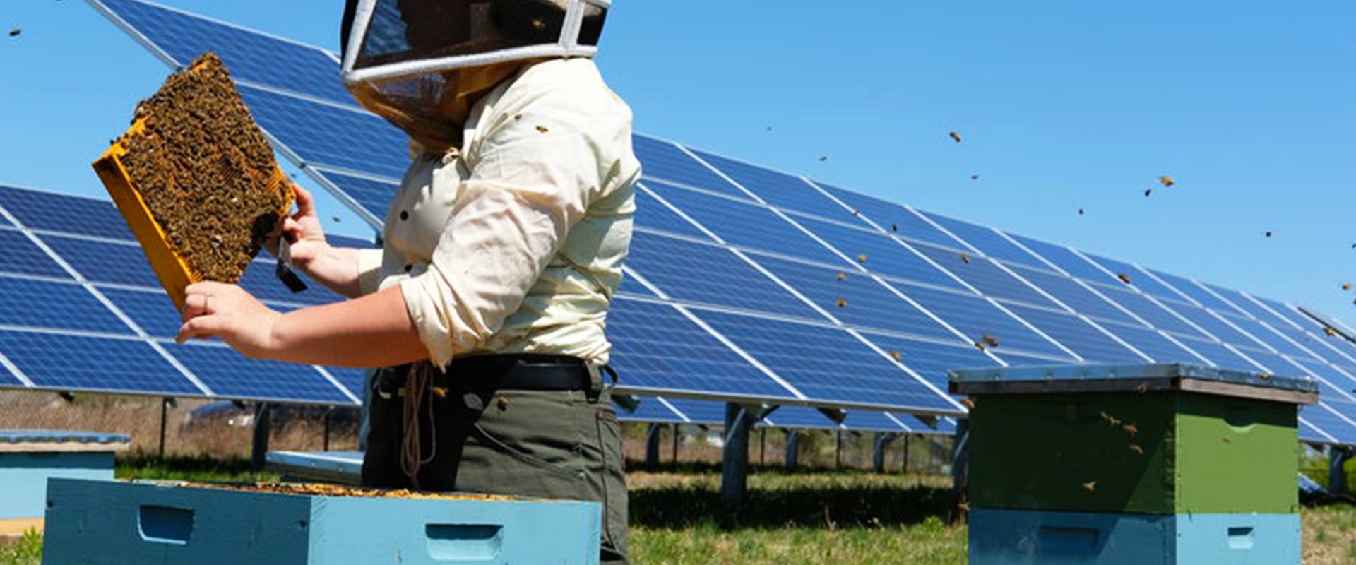 Community Education and Awareness about Bees and Solar Energy